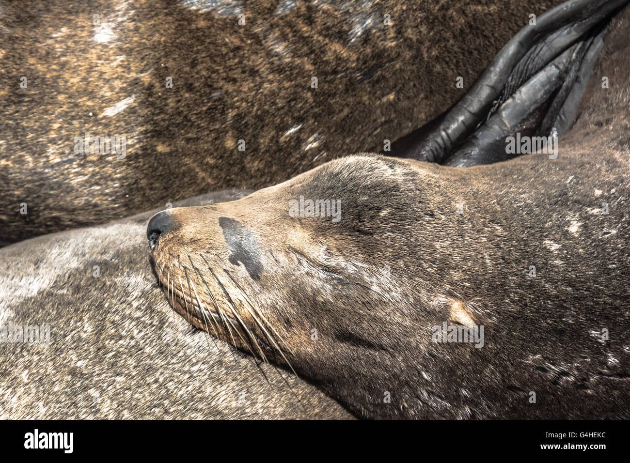 Santa cruz animals hi-res stock photography and images - Alamy