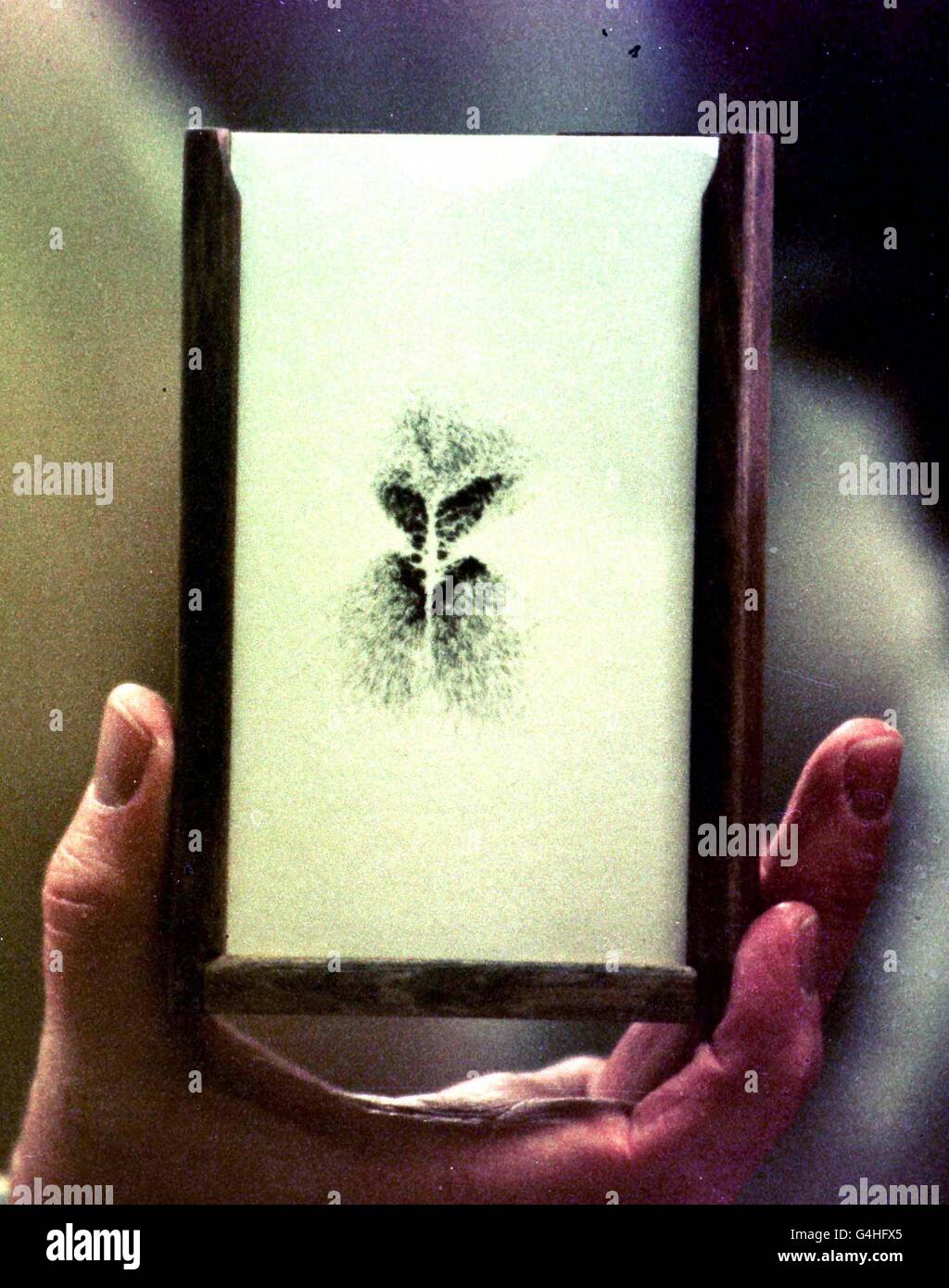 One of the genetically identical cloned sheep noseprints taken at the ...