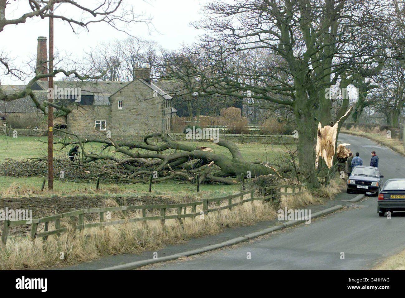 Gale force winds ripped up trees all over Britain, like this one at ...