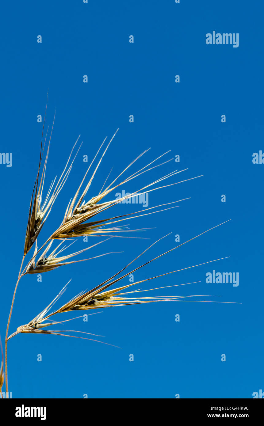 False barley hi-res stock photography and images - Alamy