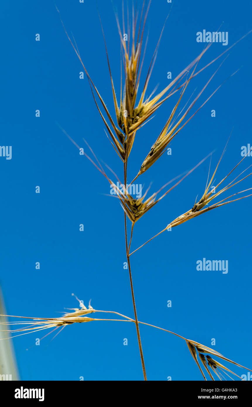 False barley hi-res stock photography and images - Alamy