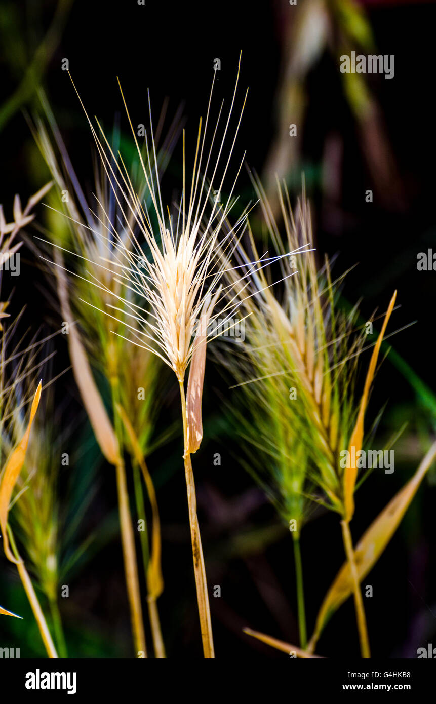 Murinun hi-res stock photography and images - Alamy