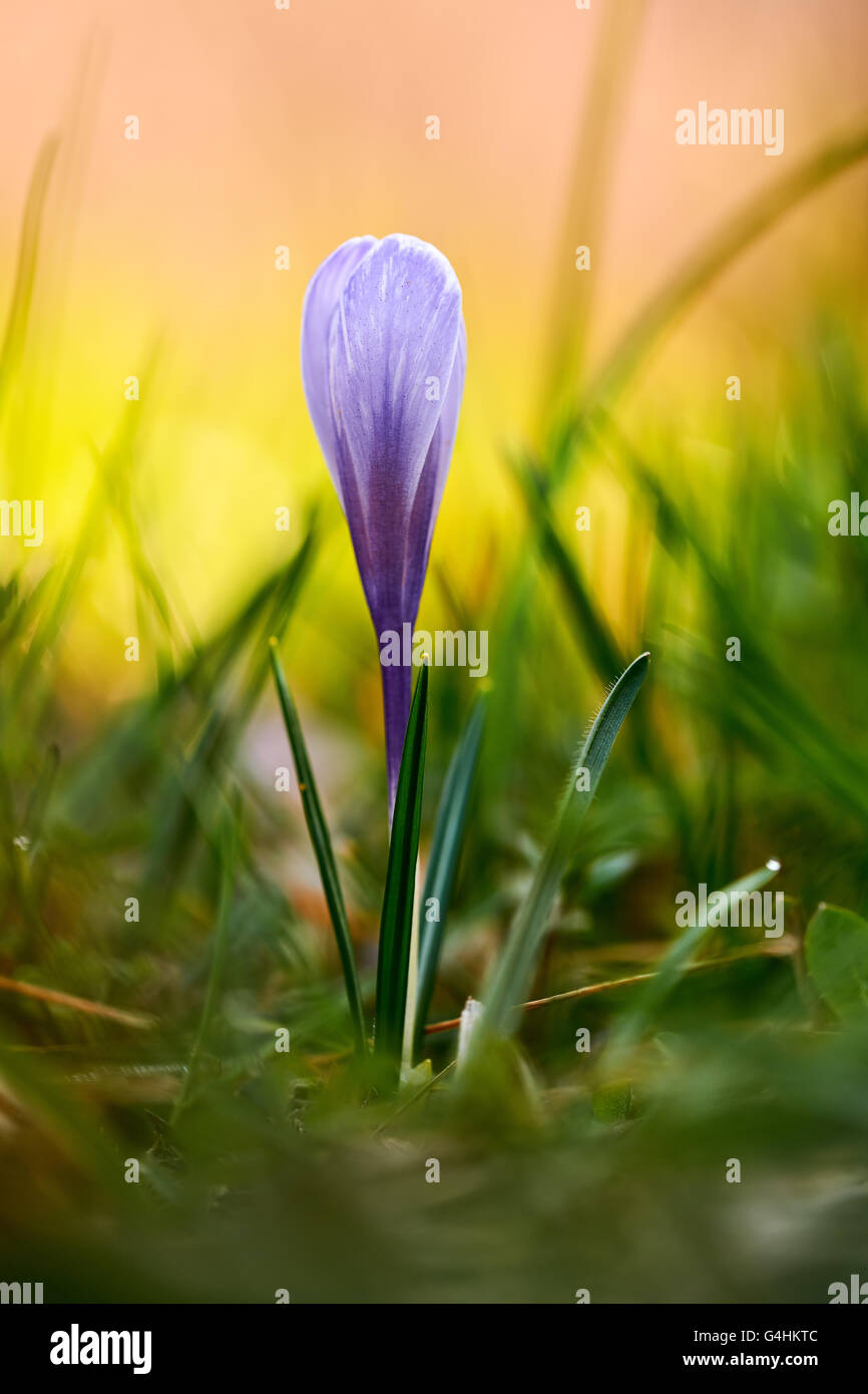 Small colored flower, Crocus blooms in spring Stock Photo - Alamy