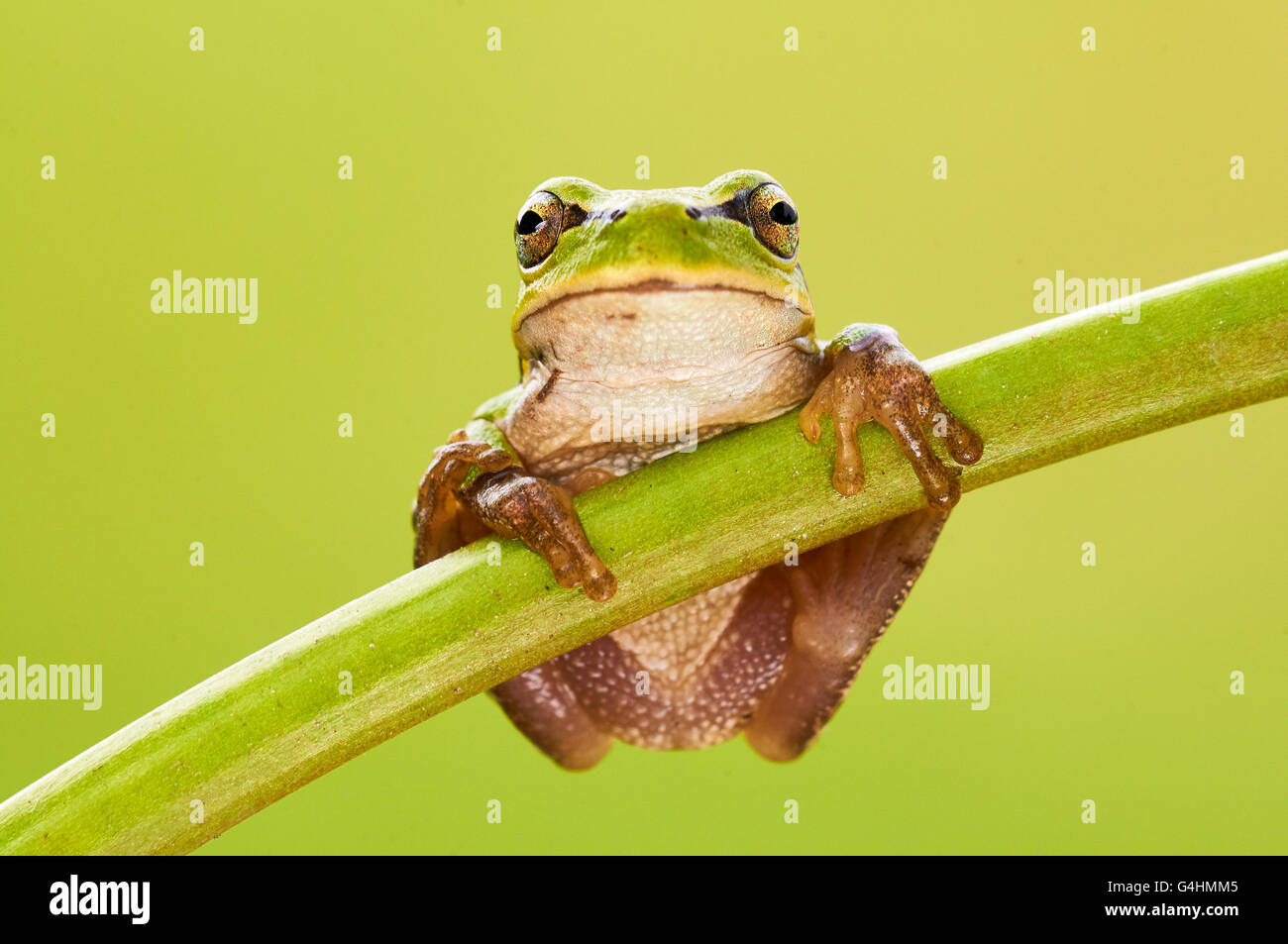 Hila High Resolution Stock Photography and Images - Alamy