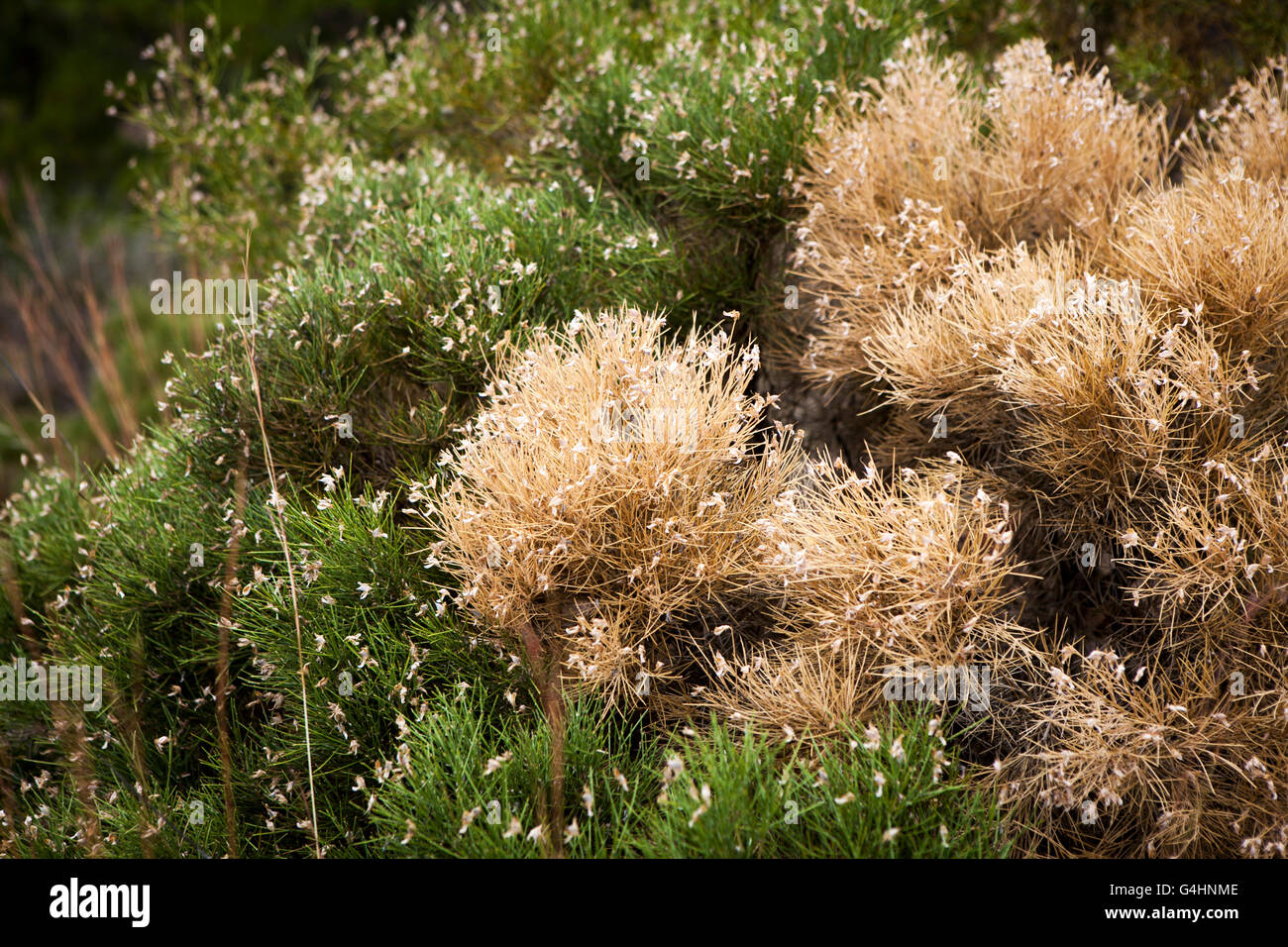 dried pine on a background of live pine trees in the forest near Cirali ...