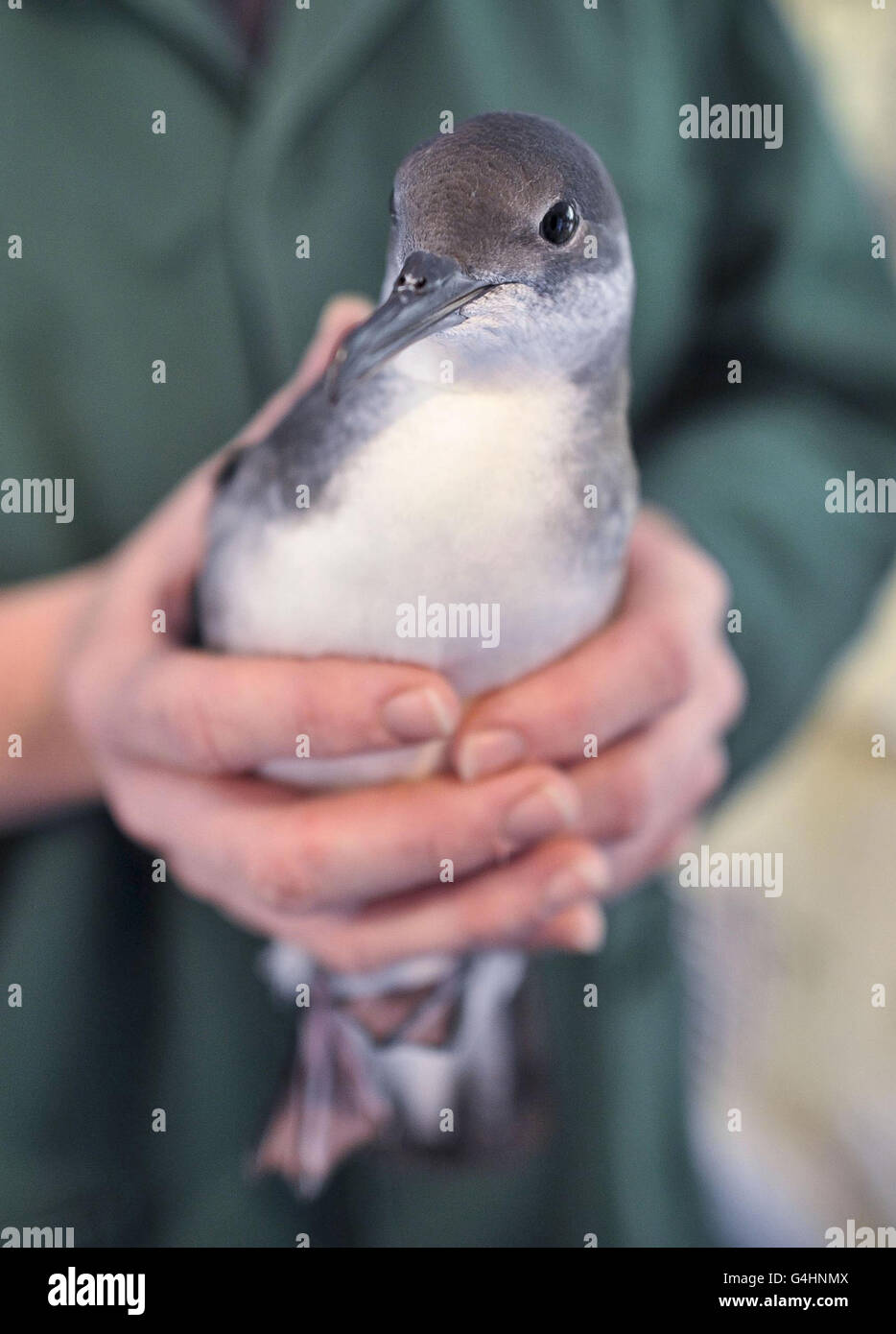 Sarah bird hi-res stock photography and images - Alamy