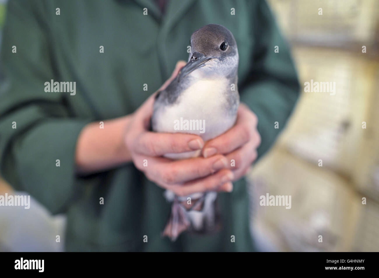 Sarah bird hi-res stock photography and images - Alamy