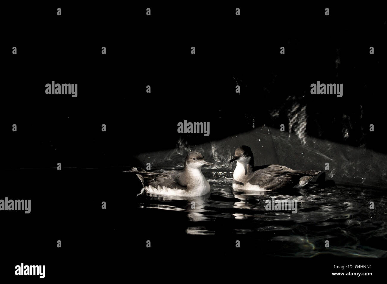 Manx Shearwater sea birds raft inside a specially darkend floating pool ...