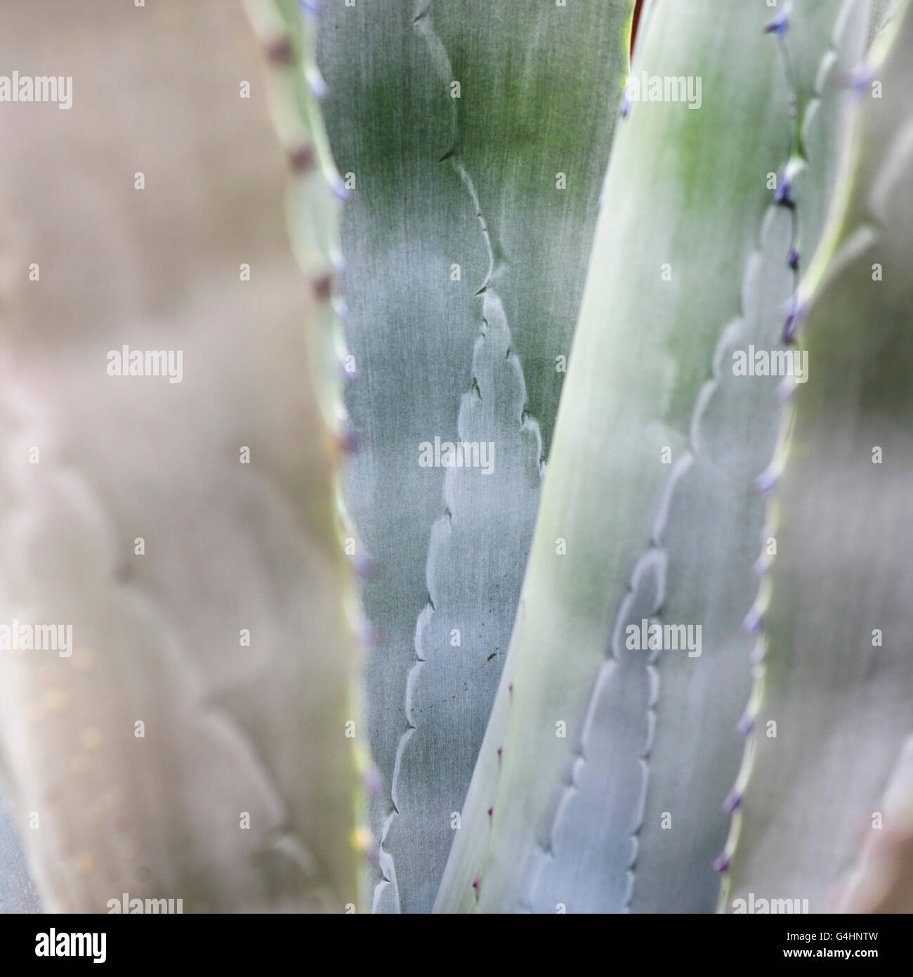Purple agave hi-res stock photography and images - Alamy