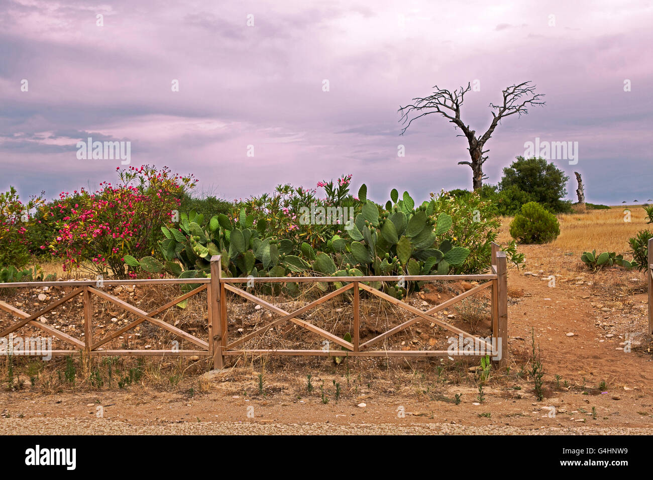 dry tree on a background of cactus and oleander on the beach in Cirali ...
