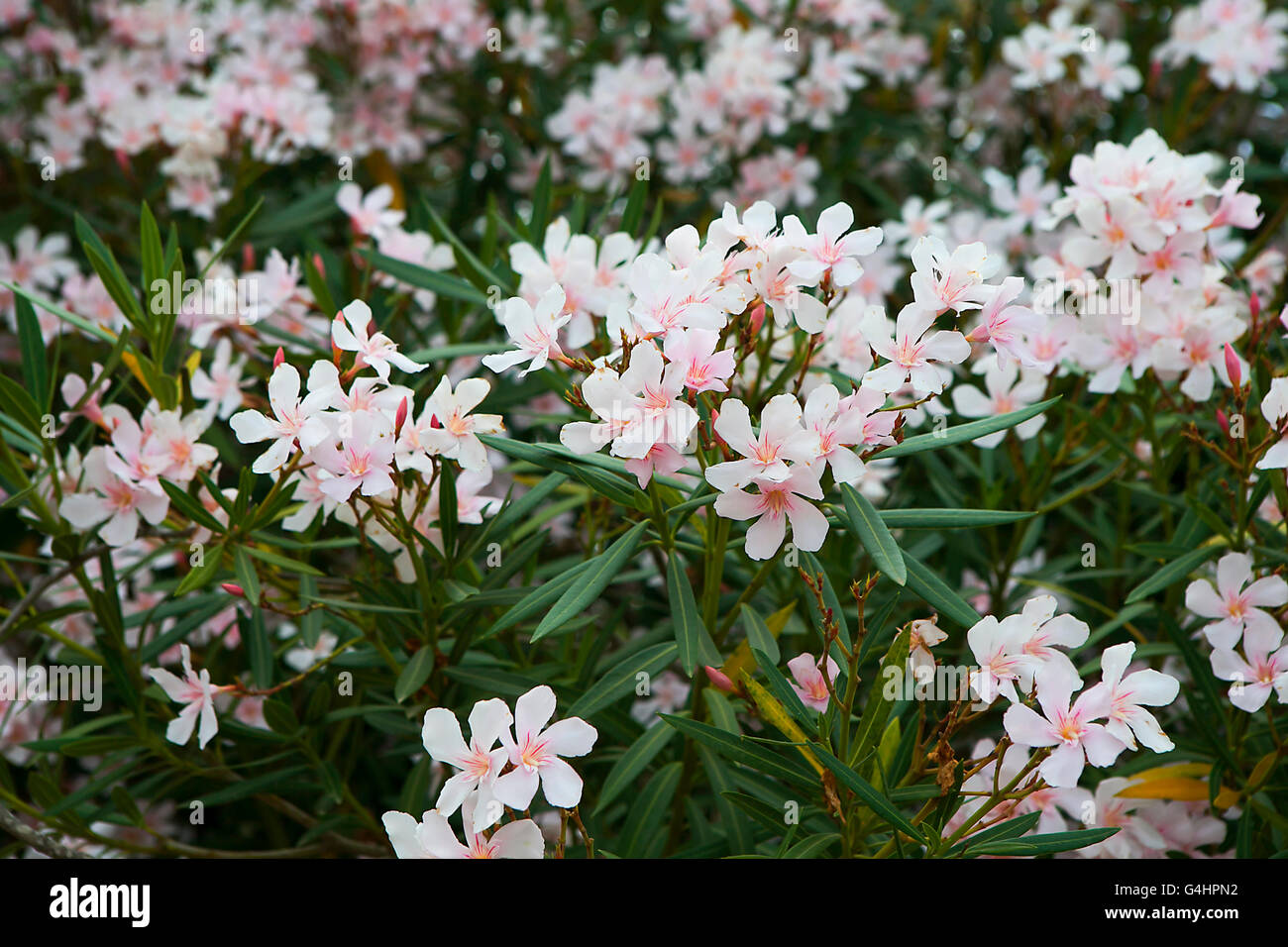 White oleander flowers as a background Stock Photo - Alamy