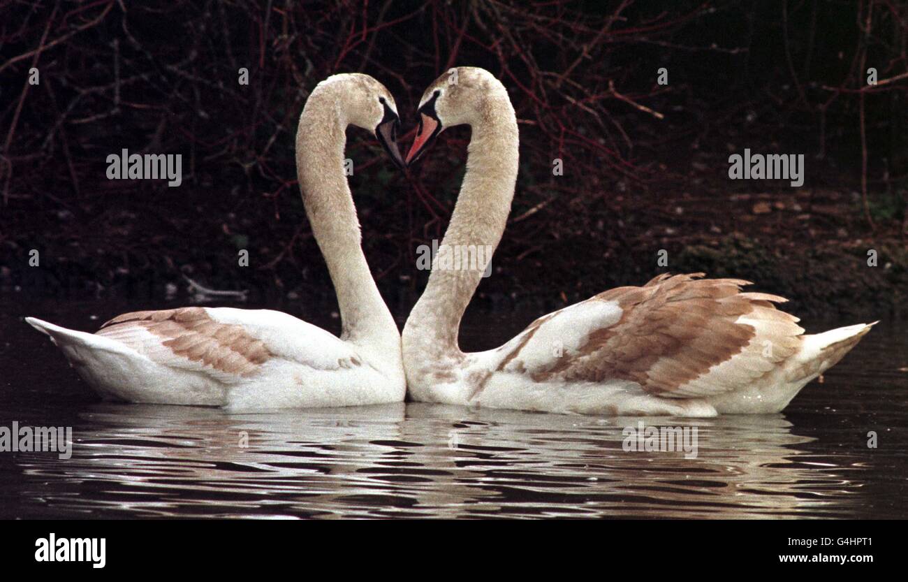 Heart shaped display hi-res stock photography and images - Alamy
