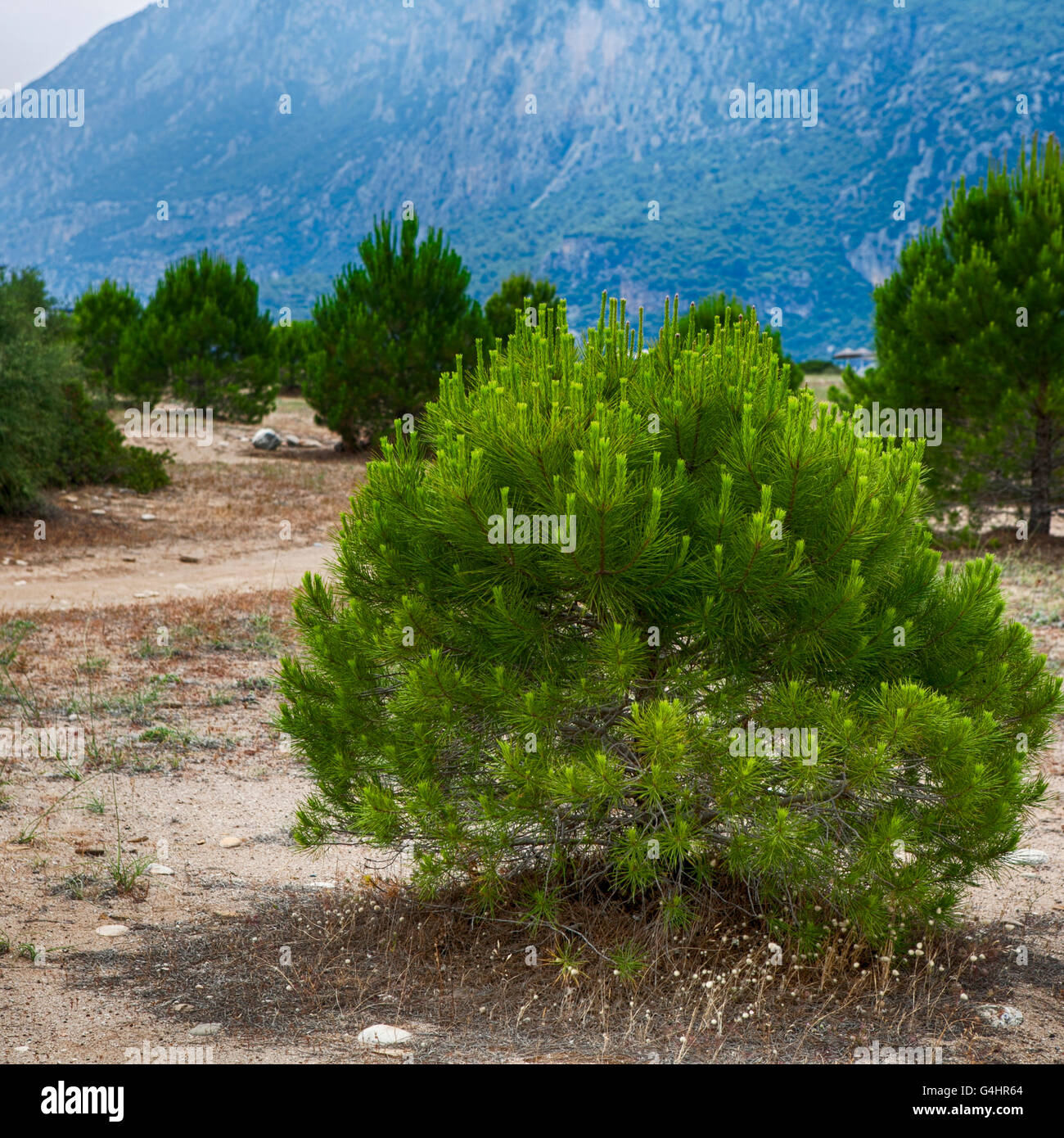 Turkish landscape with Olympos mountain, beach with boats and green ...