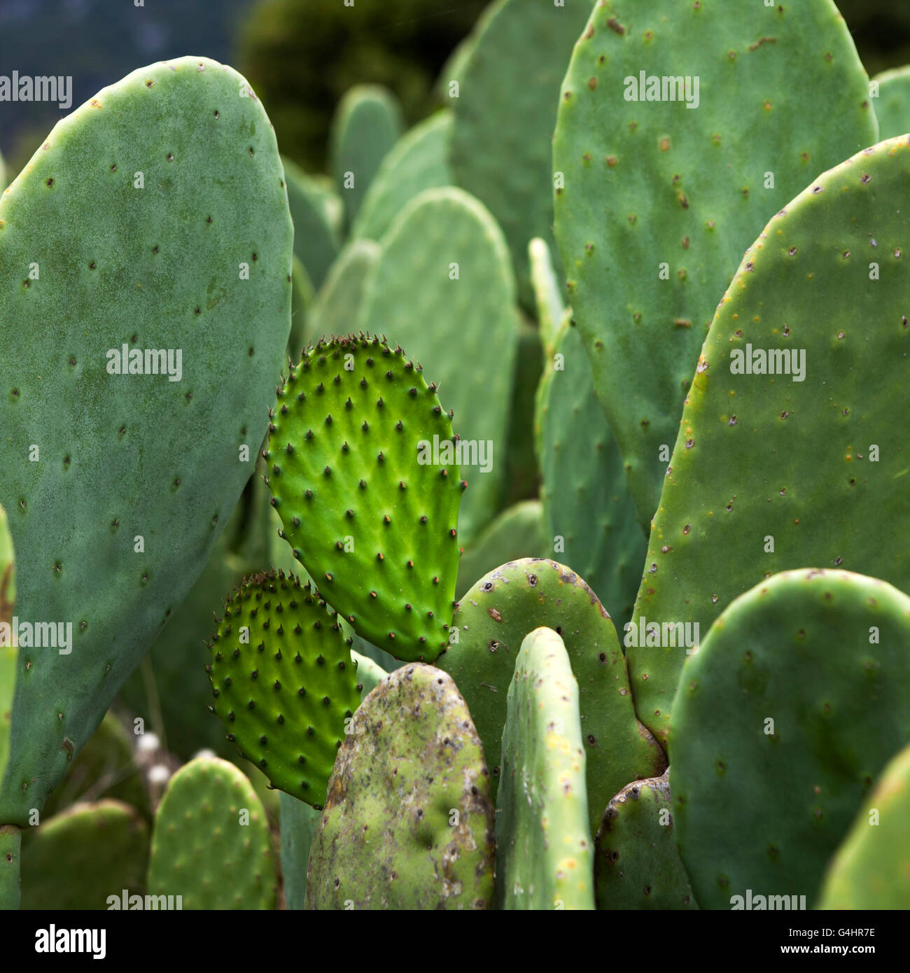 Sabra cactus green leaves Stock Photo - Alamy