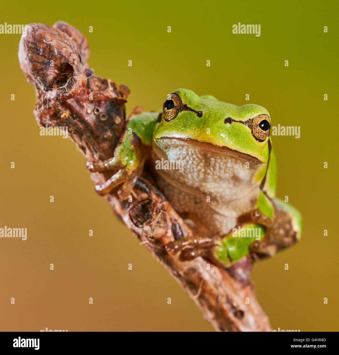 Frog Toad Green High Resolution Stock Photography and Images - Alamy