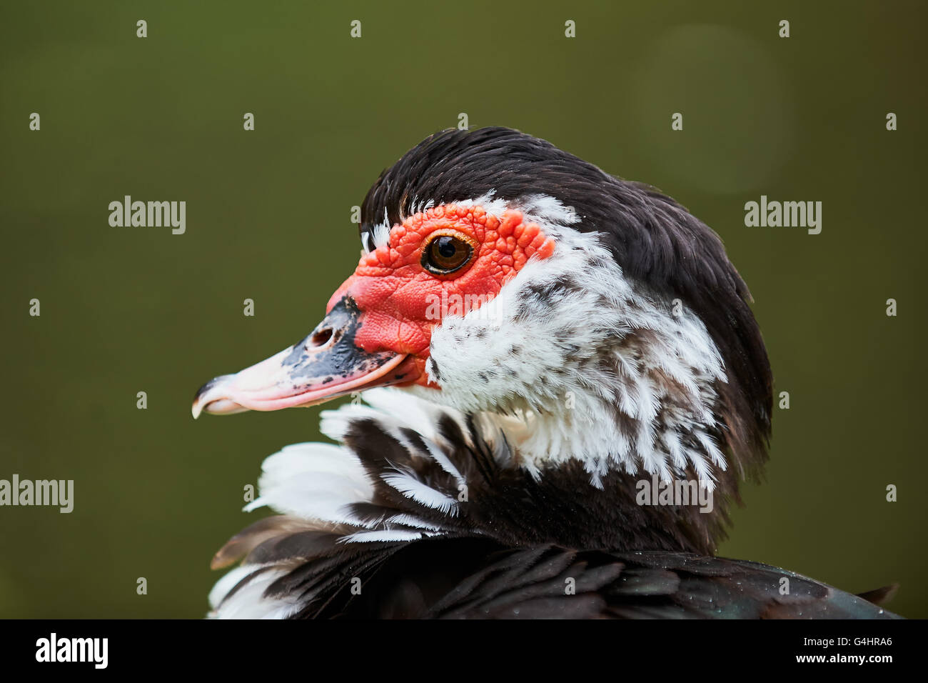 Portrait of a domestic duck, the Muskovy duck (Cairina moschata Stock ...