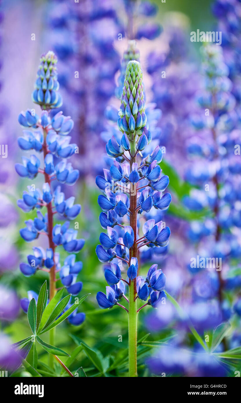 Beautiful blue Lupin photographed in Norway during spring Stock Photo ...