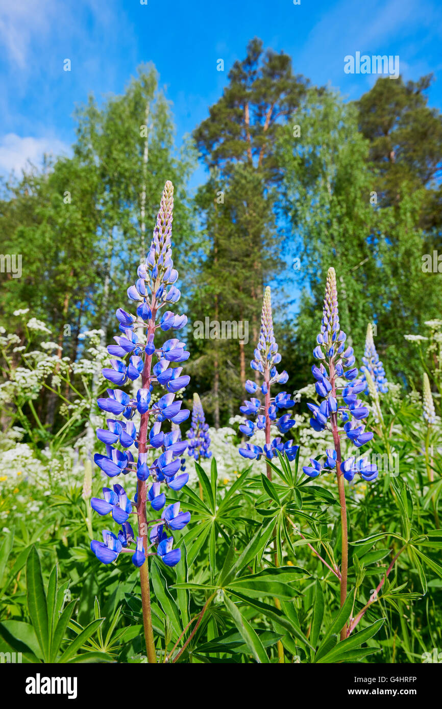 Blue lupin hi-res stock photography and images - Alamy