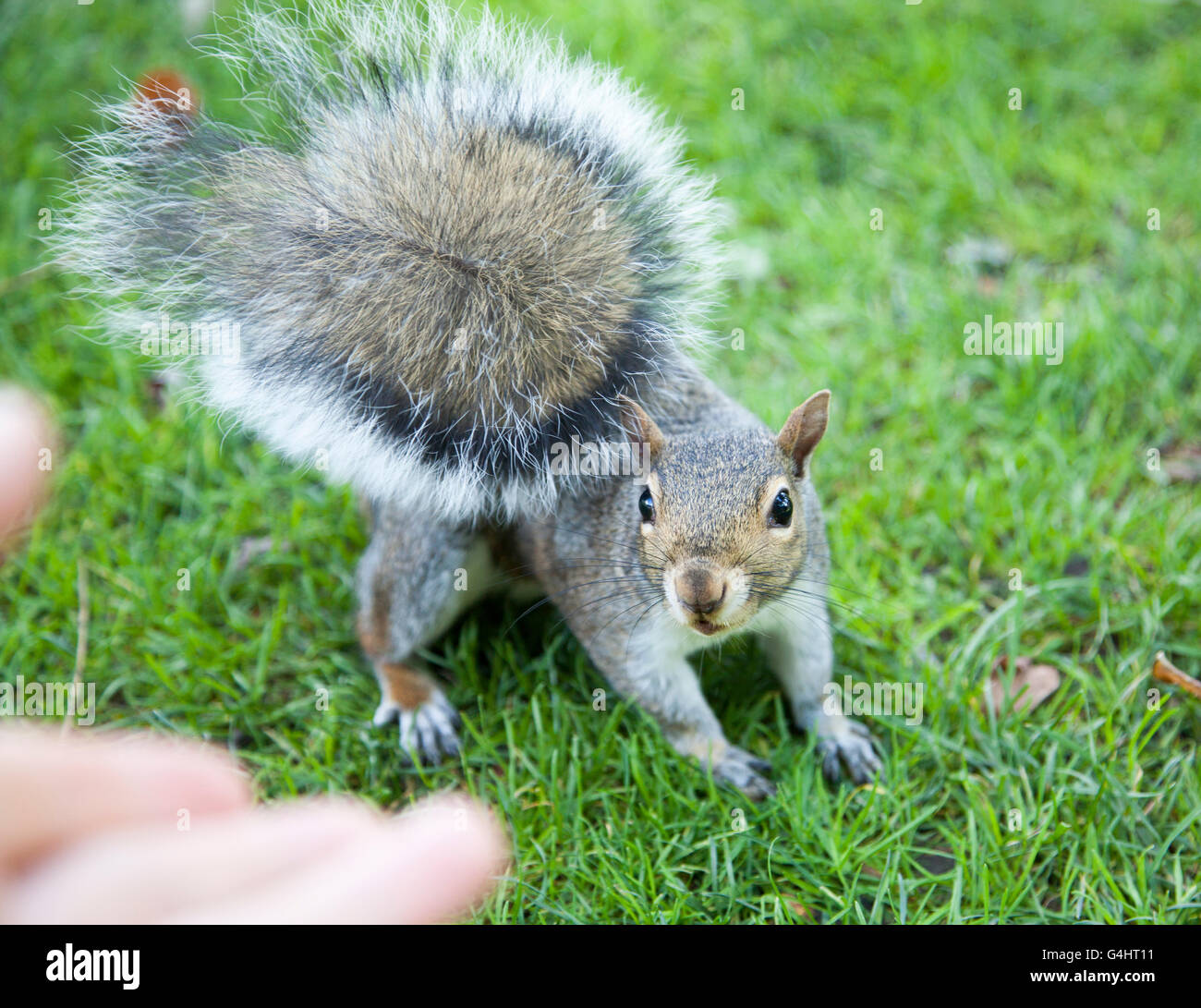 Human animal encounter hi-res stock photography and images - Alamy