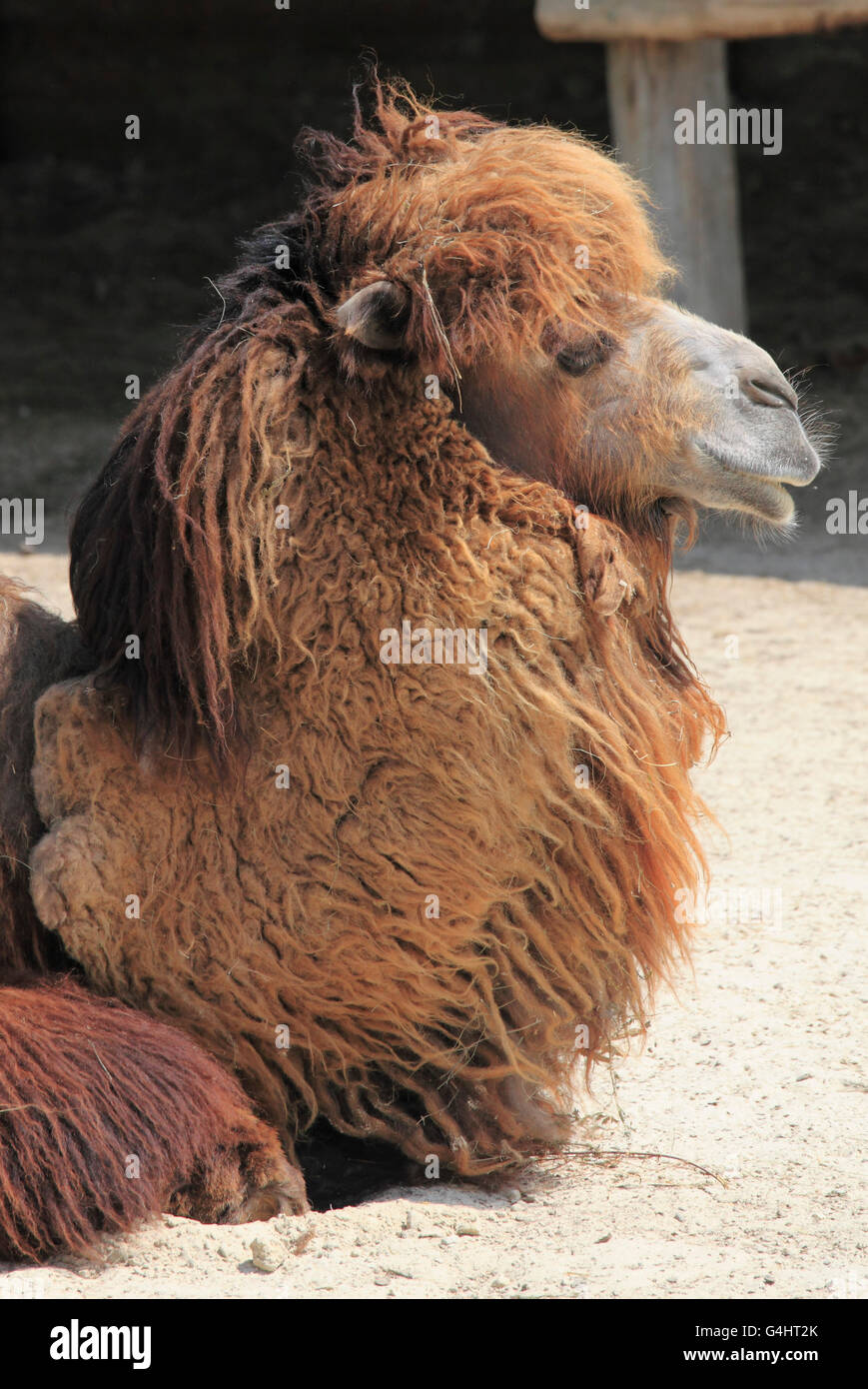 Bactrianus hi-res stock photography and images - Alamy