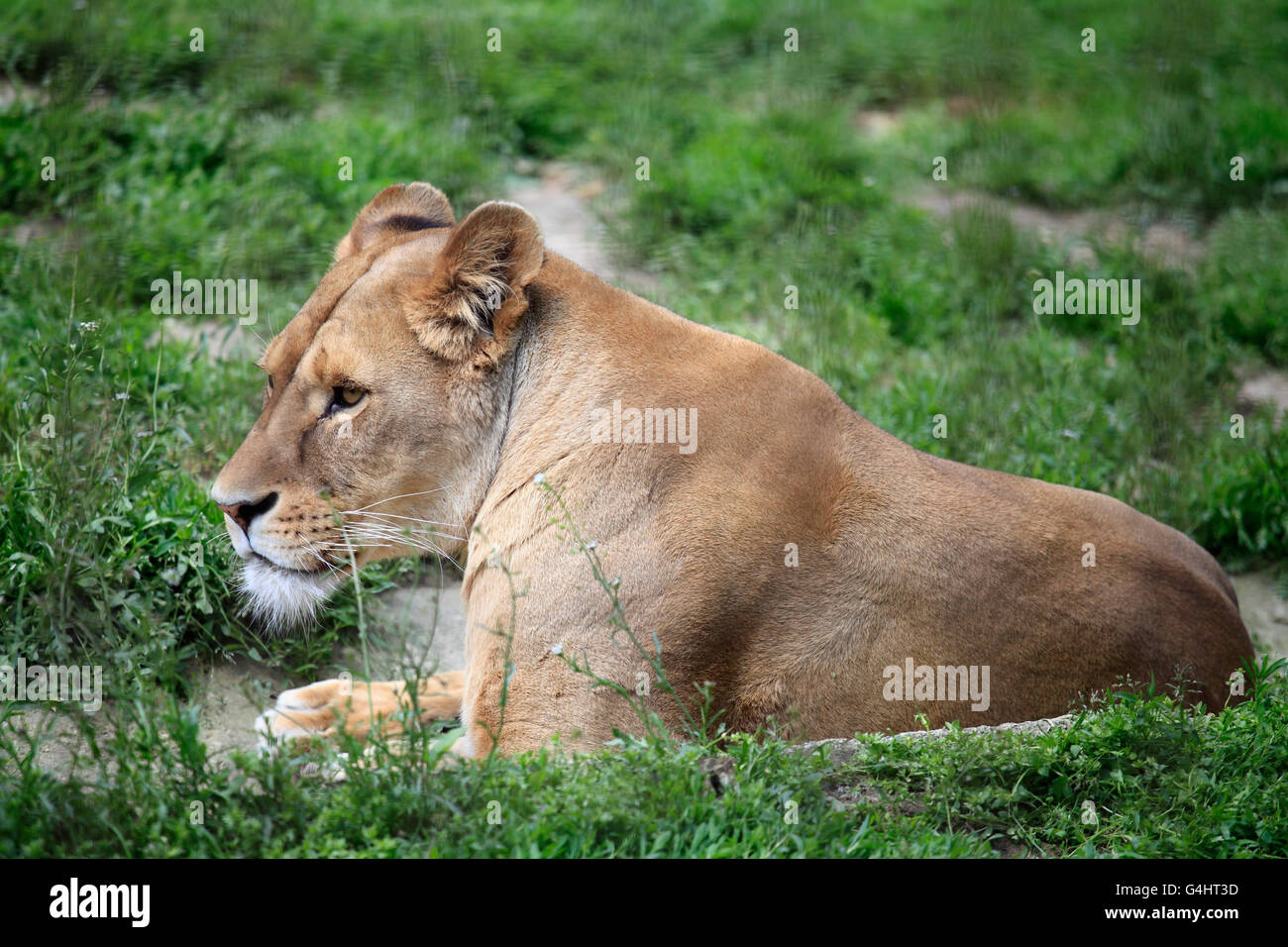 Lion horizontal hi-res stock photography and images - Alamy