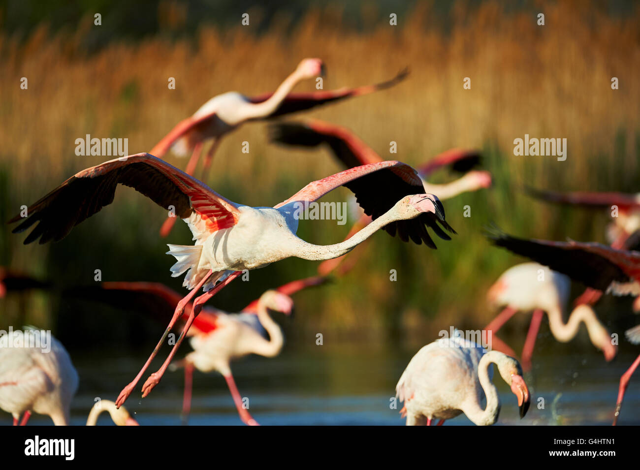 Beautiful greater flamingos take off in Camargue Stock Photo - Alamy