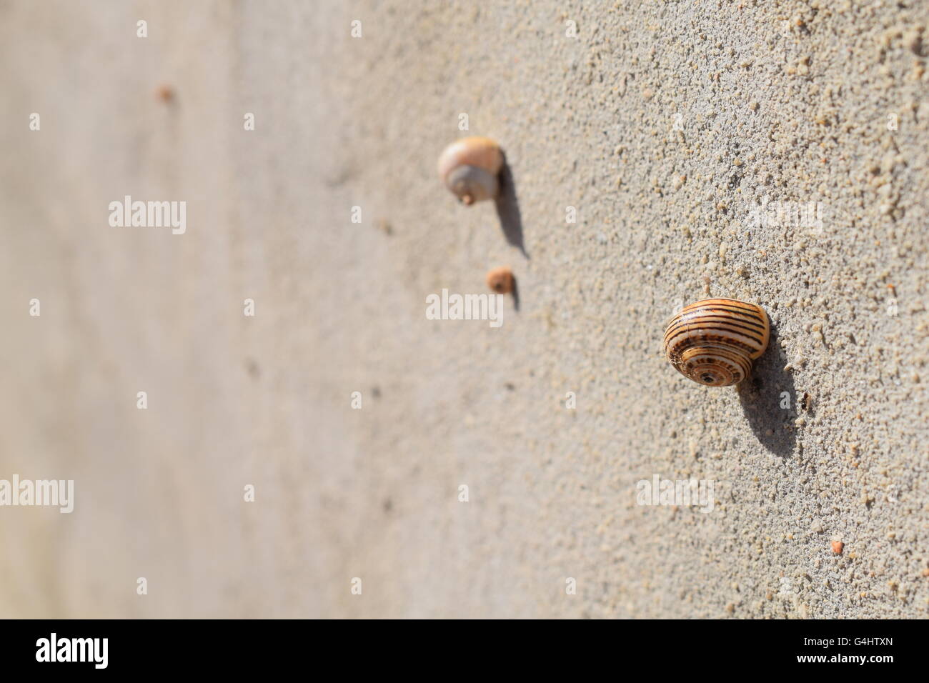 Snails stuck to a wall hiding from the sun Stock Photo - Alamy