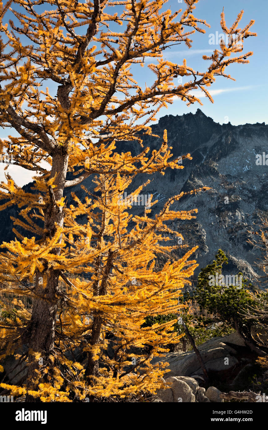 WASHINGTON - Alpine larch in fall color in the Enchantment Lakes area ...