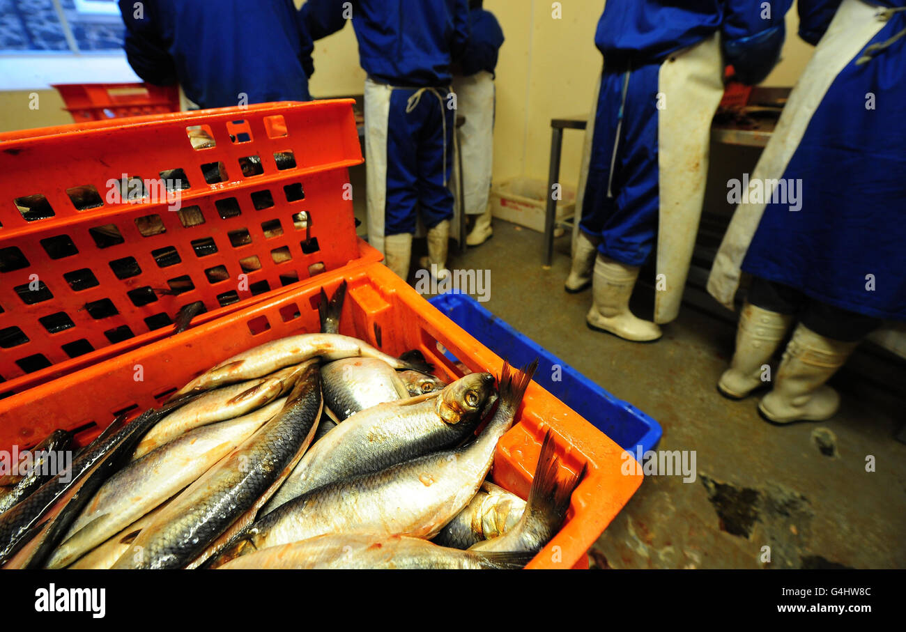 Consumer kippers general view gv fish mangpa hi-res stock photography ...