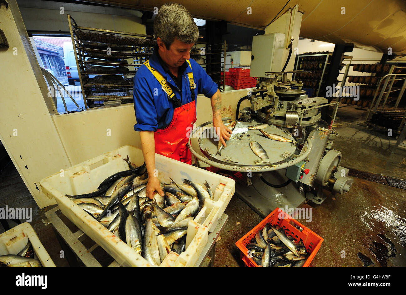 Consumer kippers general view gv fish mangpa hi-res stock photography ...