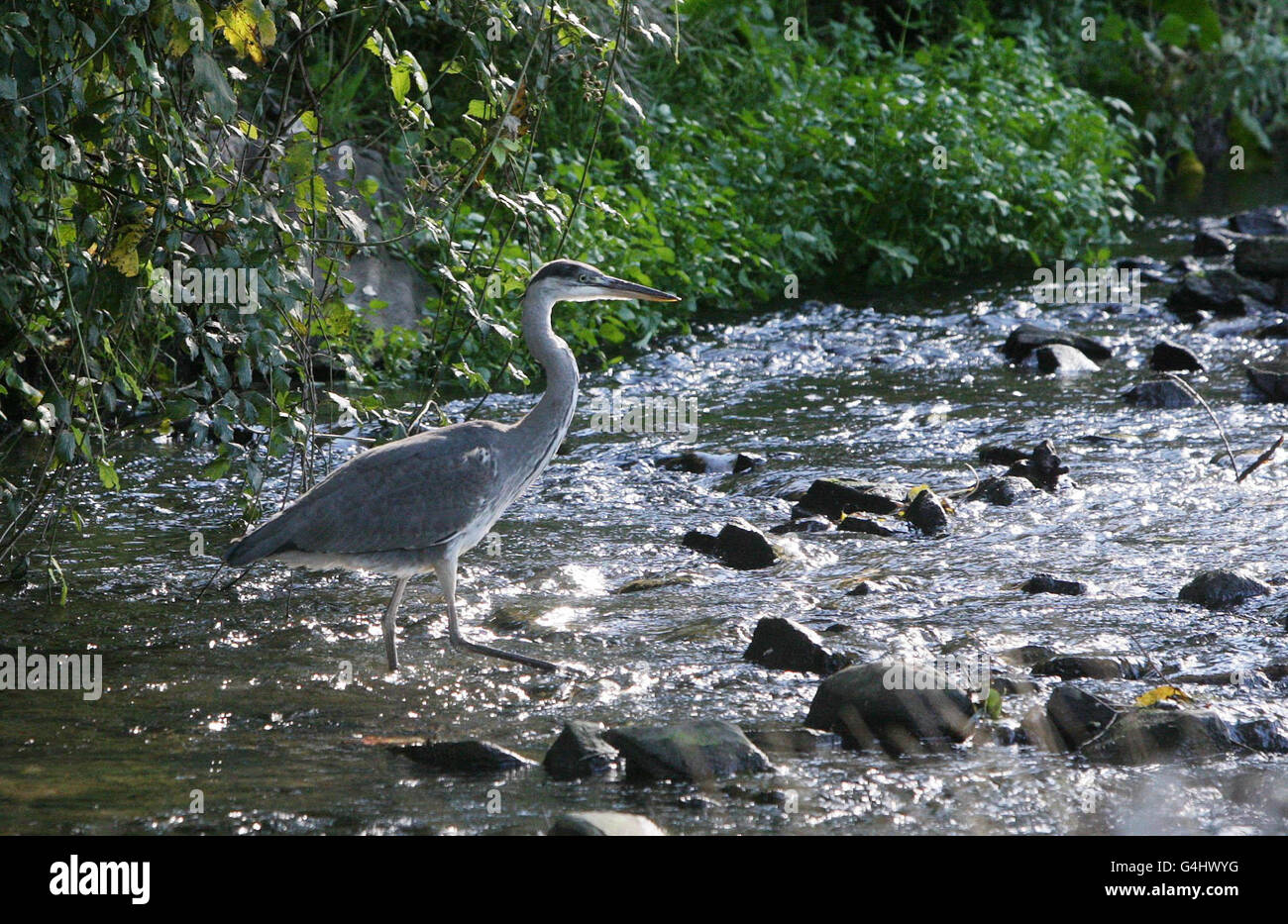 A Heron in the Tolka river in Dublin today where Salmon have returned ...