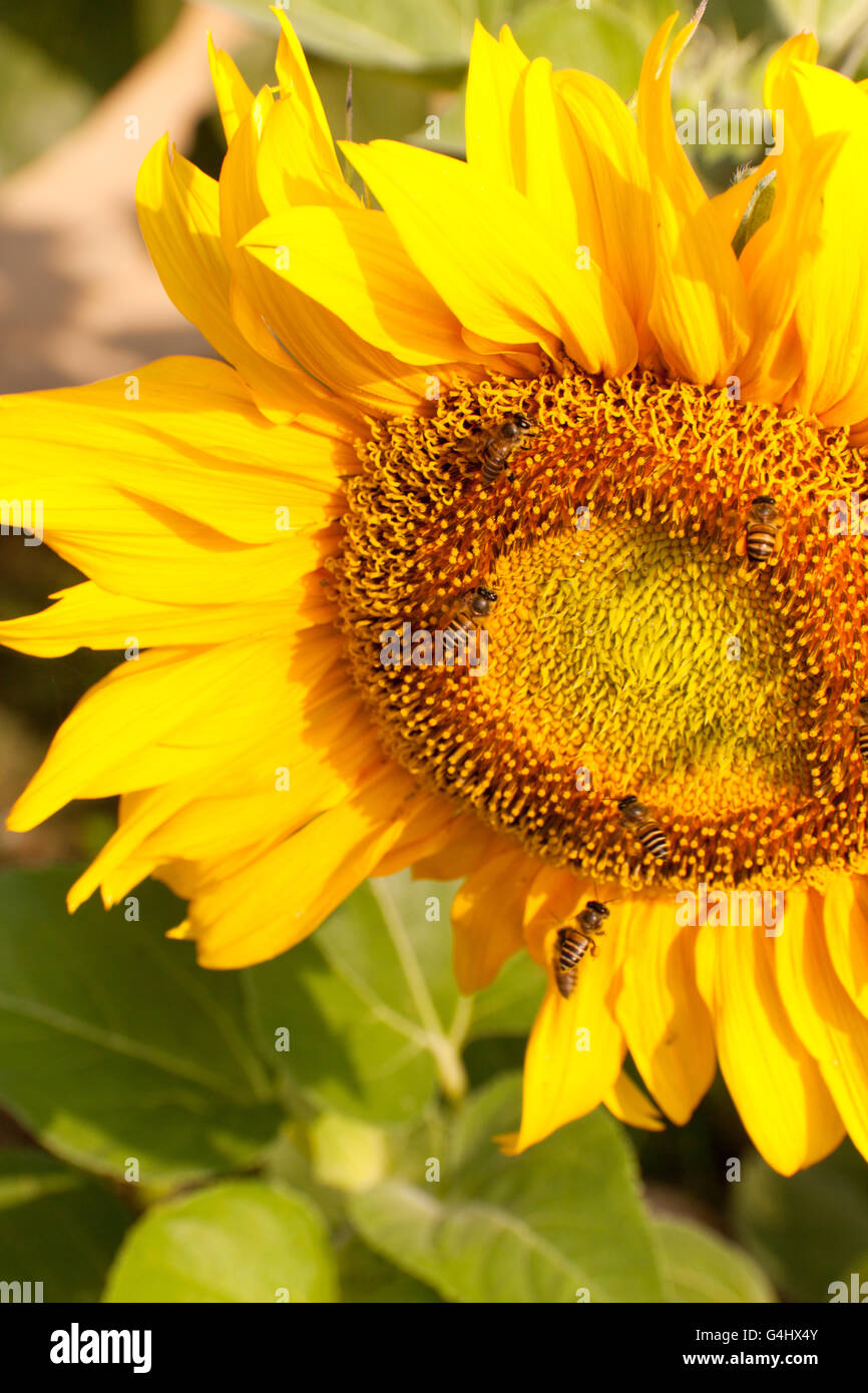 Sunflowers and working bees in nature light Stock Photo - Alamy
