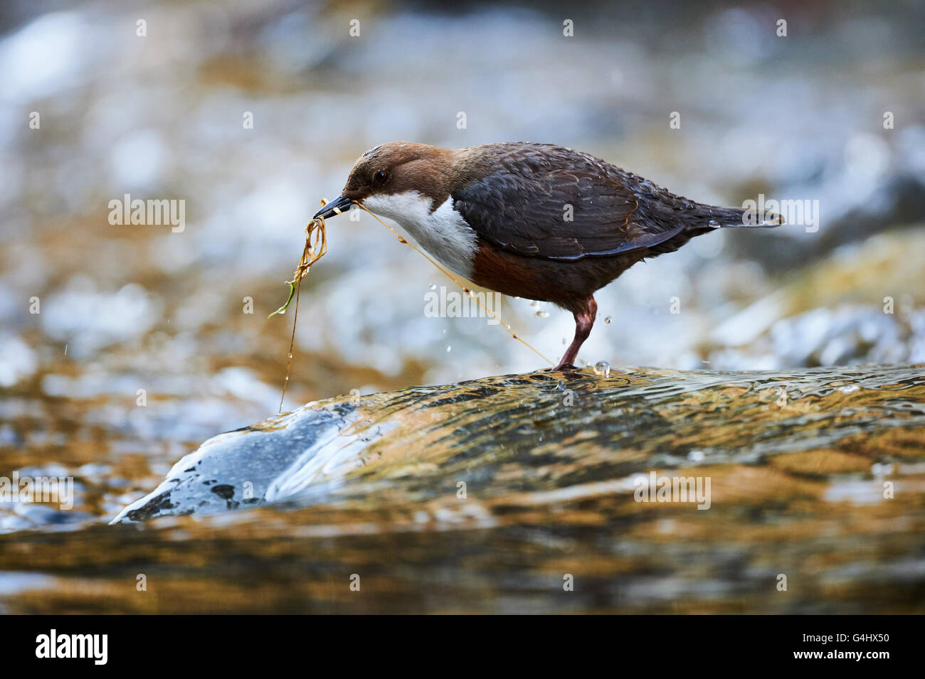 Beautiful Dipper brings a blade of grass to build the nest Stock Photo ...