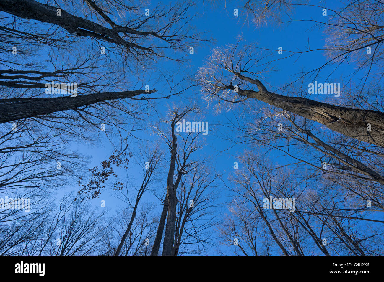 Sky through tree canopy hi-res stock photography and images - Alamy