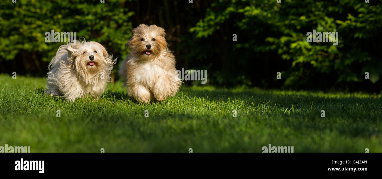 Two happy havanese dog is running in the grass Stock Photo - Alamy
