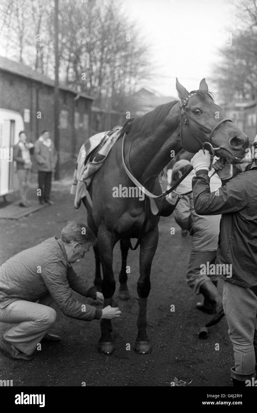 Red rum horse hi-res stock photography and images - Alamy