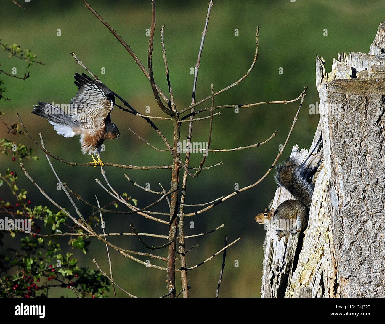 A sparrow hawk and a grey squirrel face each other after the hawk ...