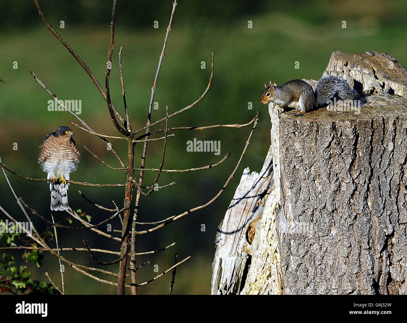 Squirrel and hawk face off Stock Photo - Alamy