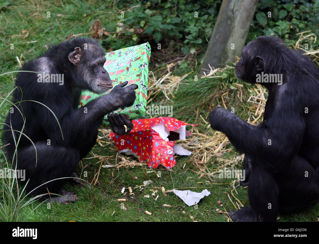 Edinburgh zoo's oldest resident Ricky the Chimpanzee (left) opens ...