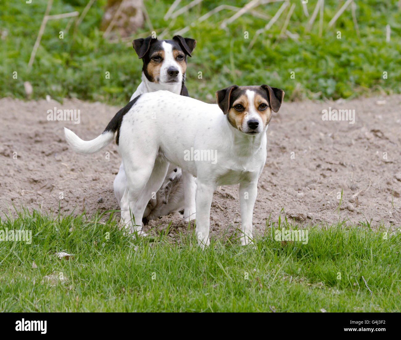 Danish Swedish farm dog Stock Photo - Alamy