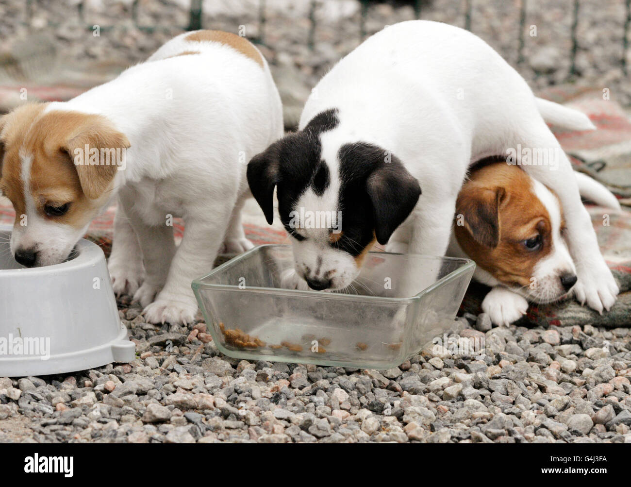 Danish Swedish farm dog Stock Photo - Alamy