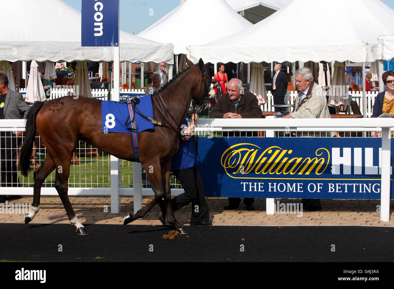Horse is led around the parade ring at ayr racecourse hi-res stock ...