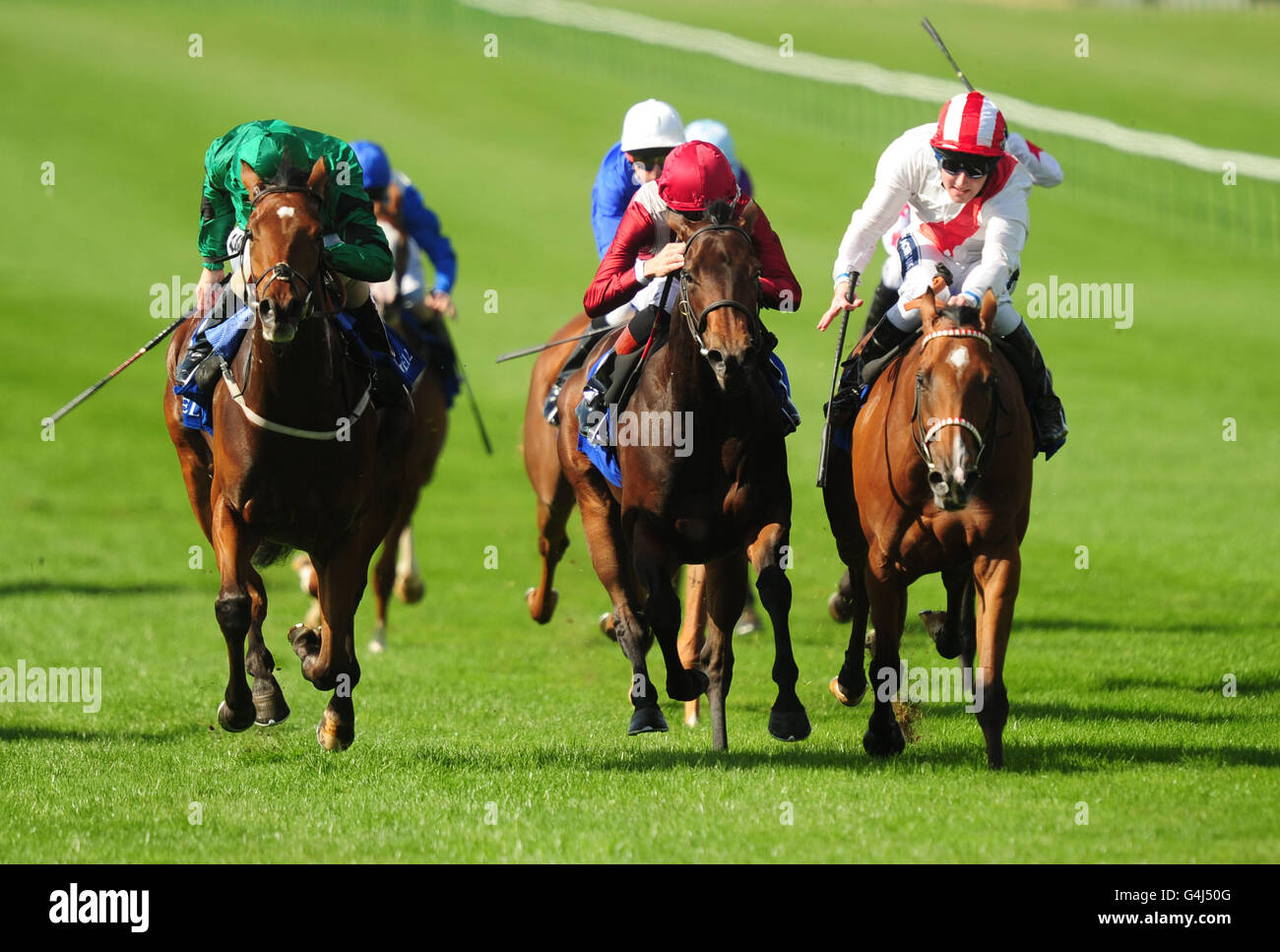 Oh so sharp horse hi-res stock photography and images - Alamy