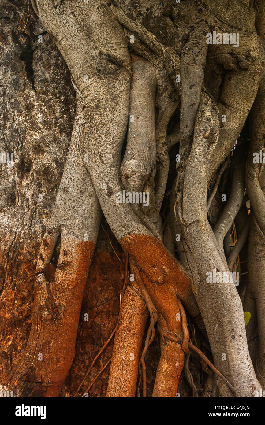 Stem texture hi-res stock photography and images - Alamy