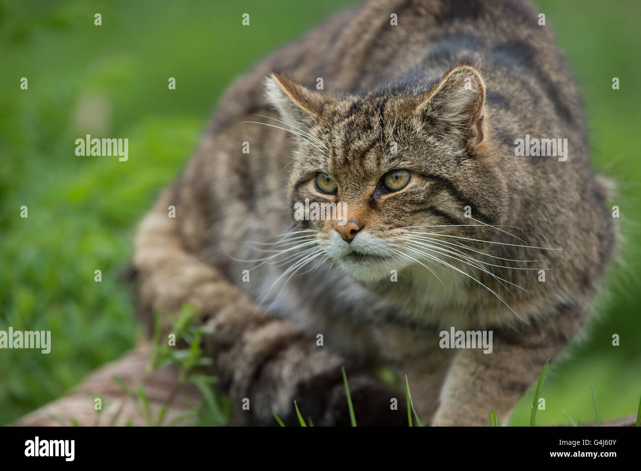 Scottish Wildcat Tail High Resolution Stock Photography and Images - Alamy