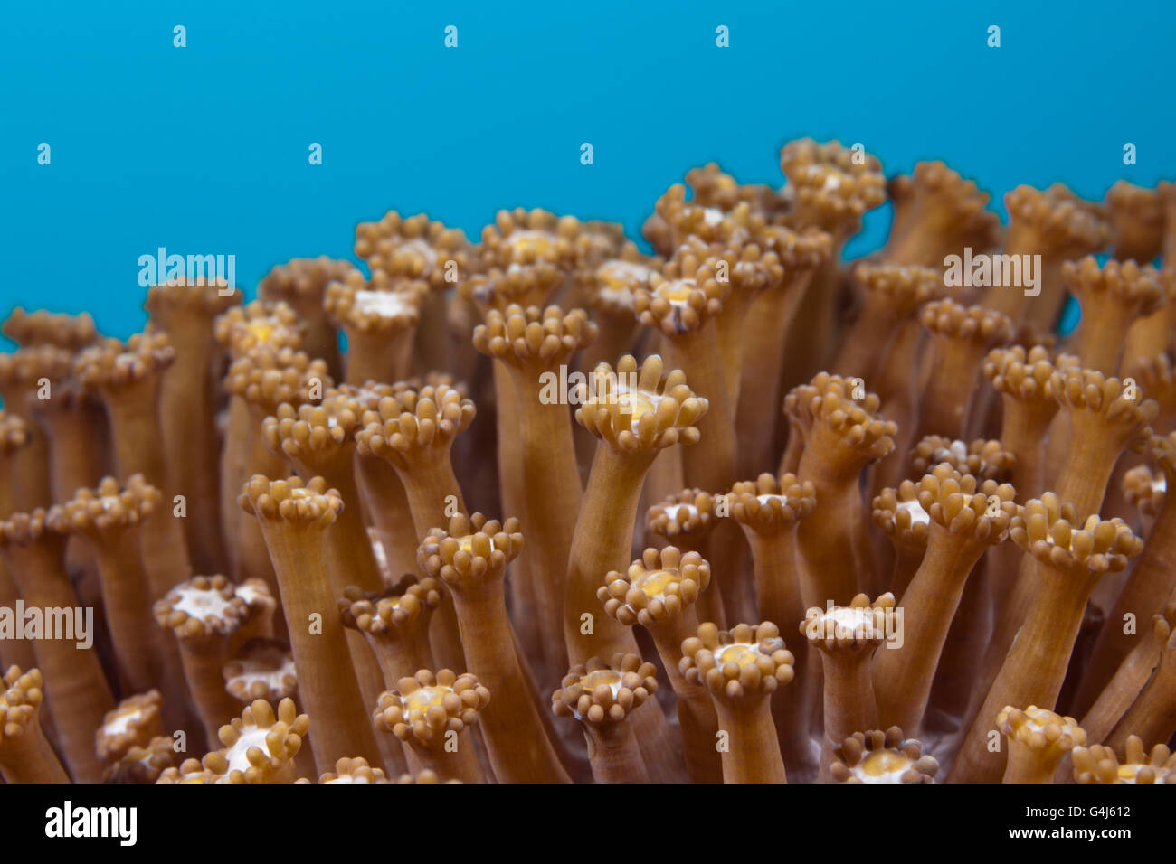 Goniopora hi-res stock photography and images - Alamy