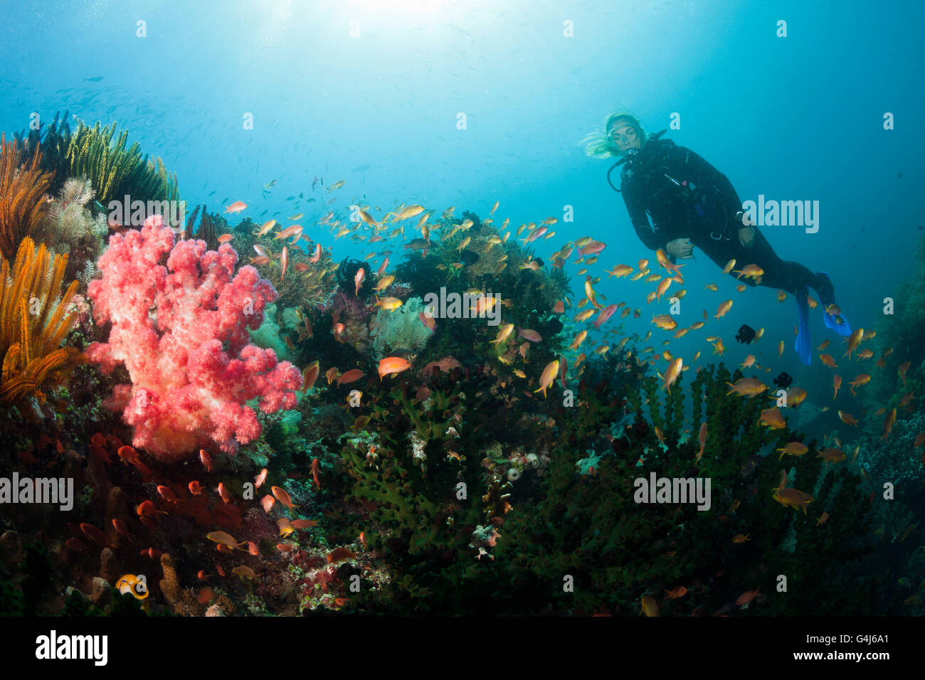 Red sea basslet hi-res stock photography and images - Alamy