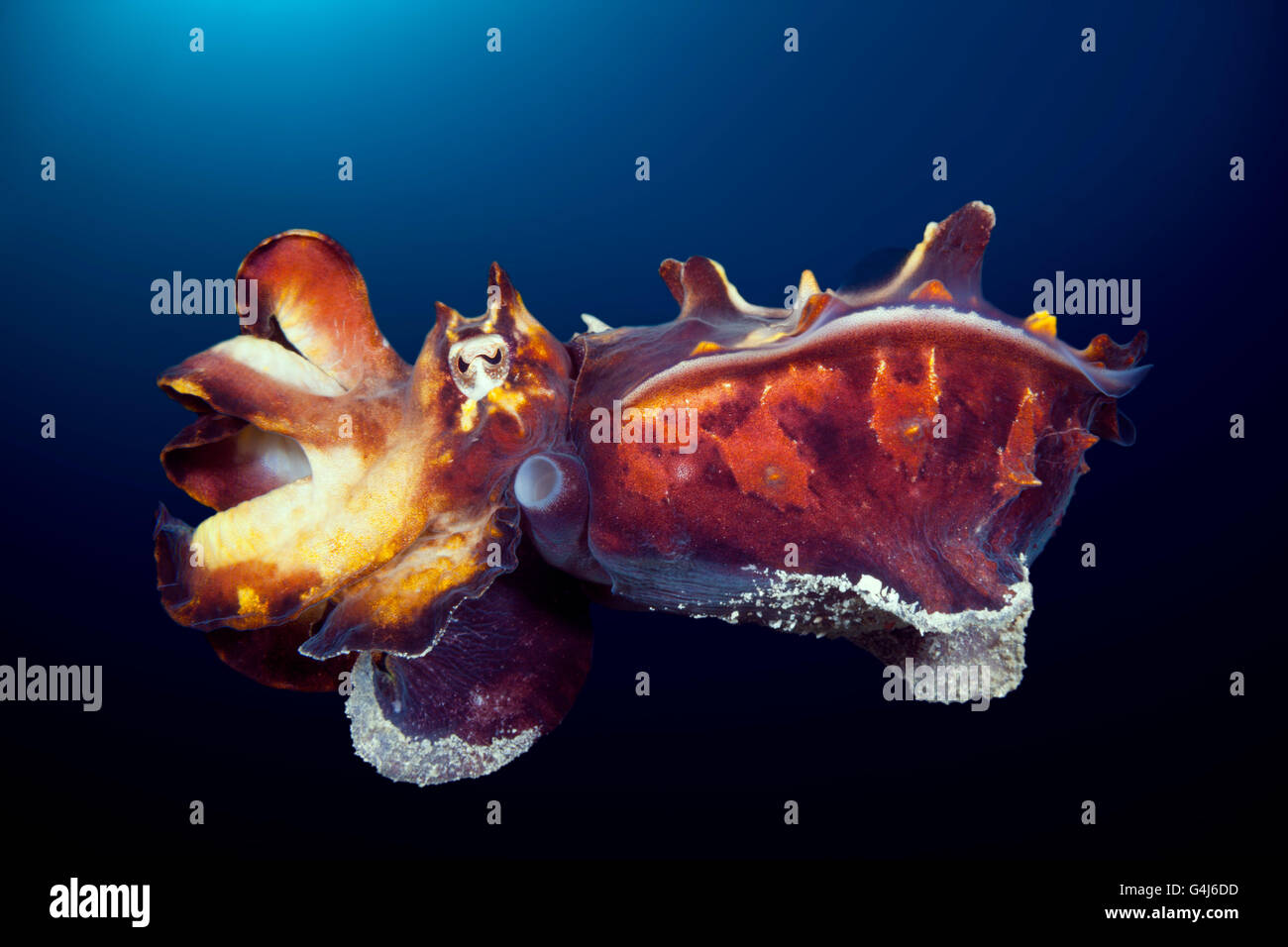Flamboyant Cuttlefish, Metasepia pfefferi, Ambon, Moluccas, Indonesia ...