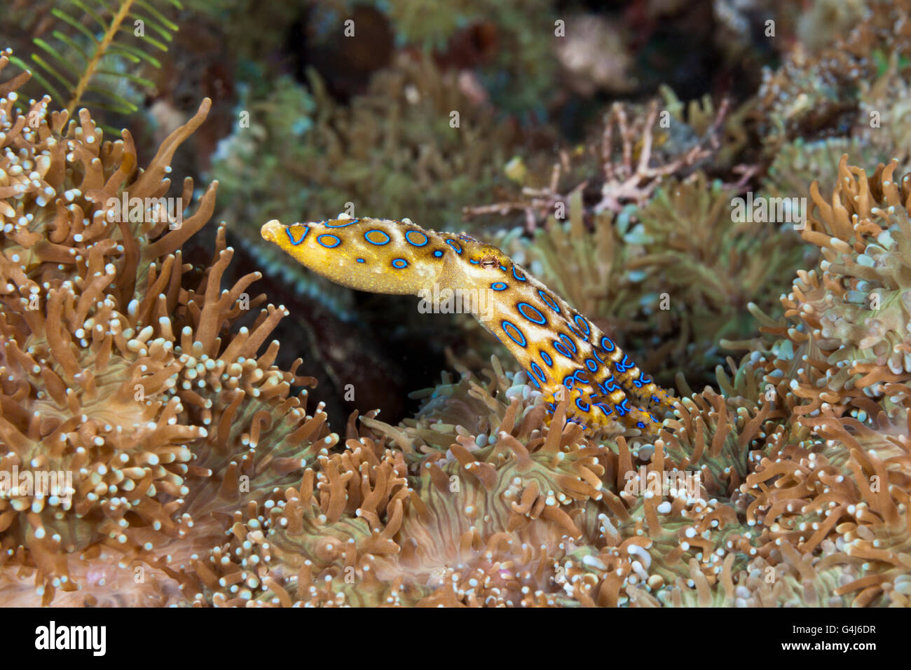 Blue ringed octopus underwater hi-res stock photography and images - Alamy