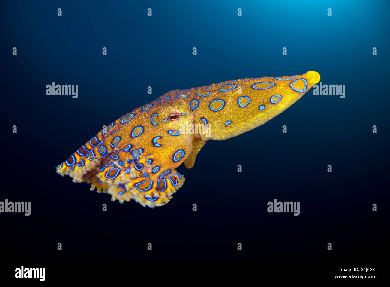 Poisonous Blue Ring Octopus, Hapalochlaena lunulata, Ambon, Moluccas ...